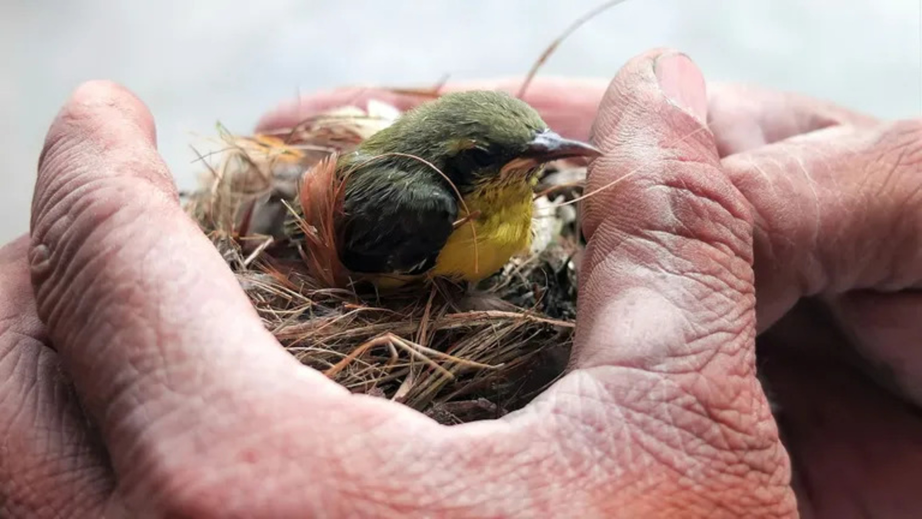 Qué hacer si encuentras un pollito en el suelo según los expertos en aves