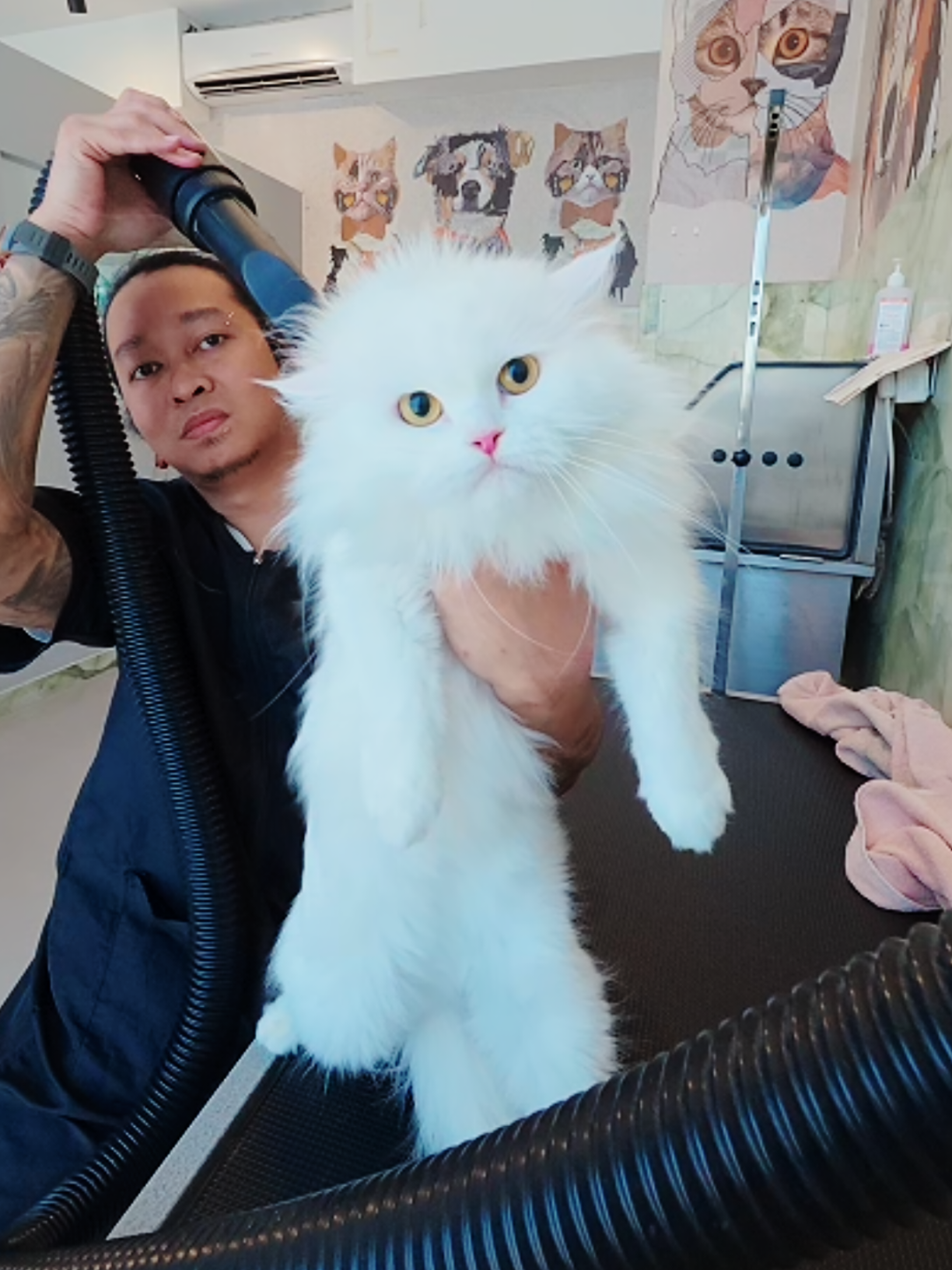 What a treat to groom this cat 😻