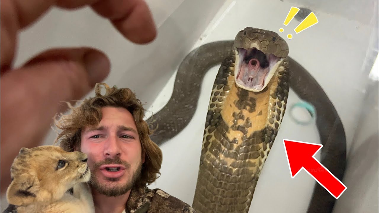 A king cobra close call got way too real!
