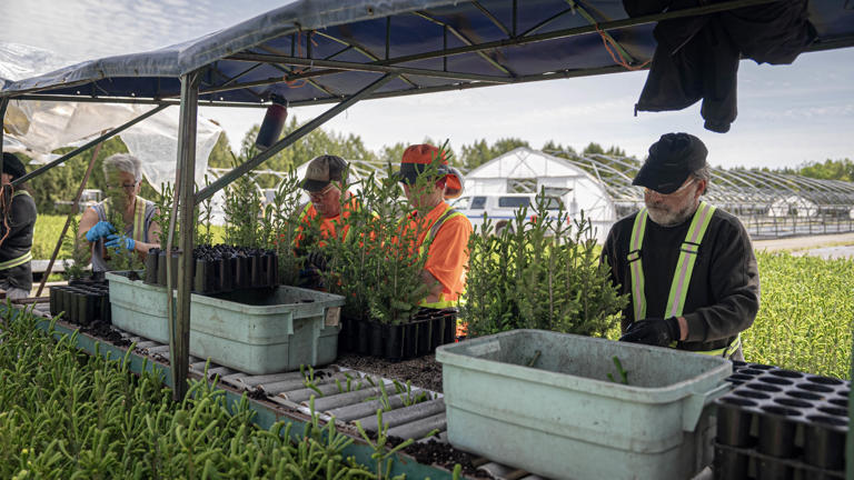 Reboiser le Québec, grâce aux cultures de Grandes-Piles