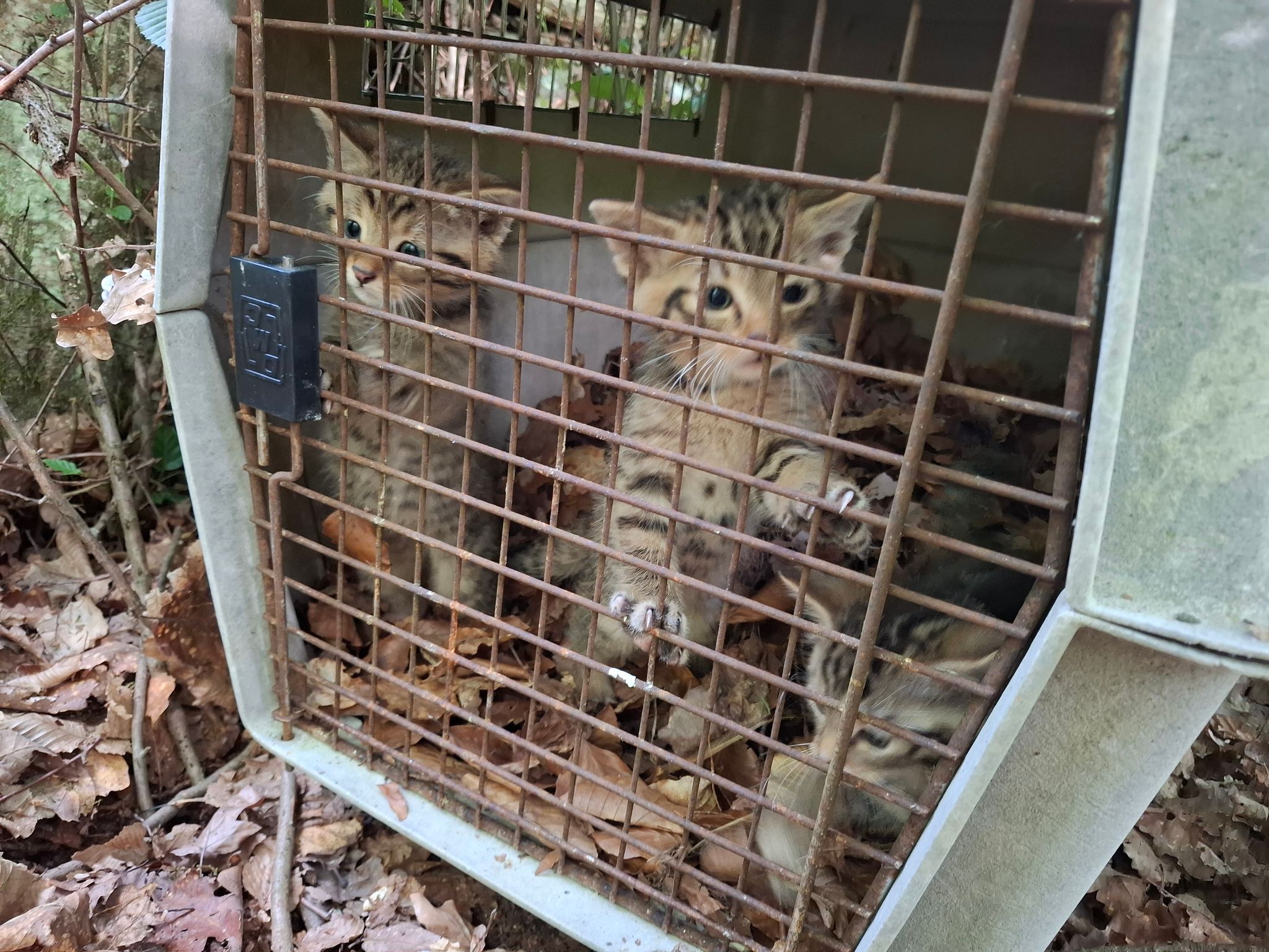 Irrtum im Wald wird zur Gefahr für drei kleine Katzen