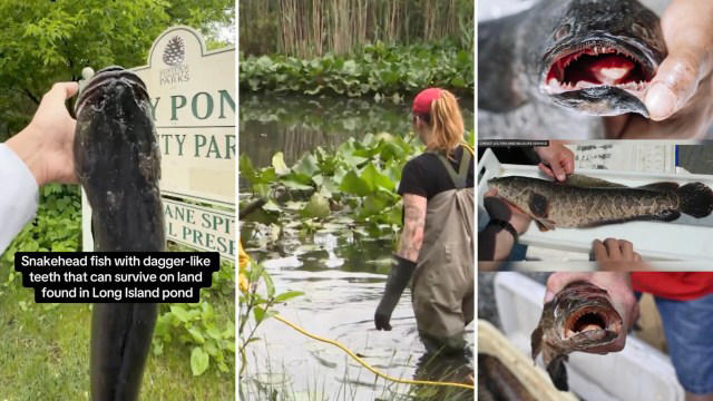 Some Long Island anglers thrilled by snakeheads as officials rush to ...