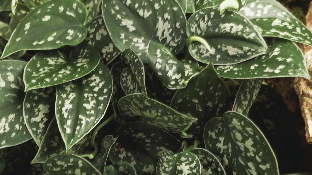 Pothos care made simple for thriving vines