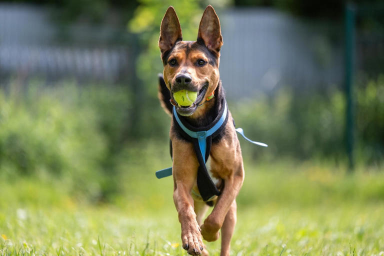 Meet some cute animals at the RSPCA Lancashire including tennis ball ...