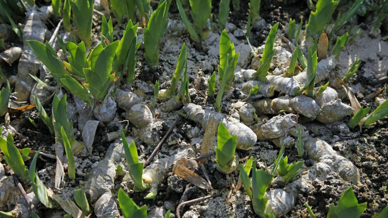 Iris blüht nicht? Das sind die Ursachen