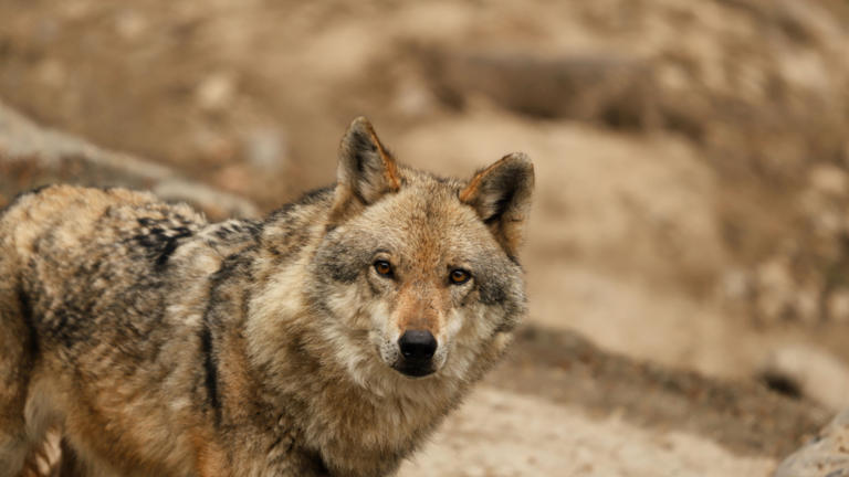 La mezcla entre perro y lobo que se ha convertido en una amenaza para ...
