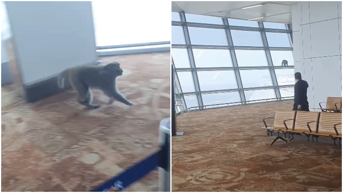 Monkey sneaks past security into Delhi airport's T3 boarding area ...