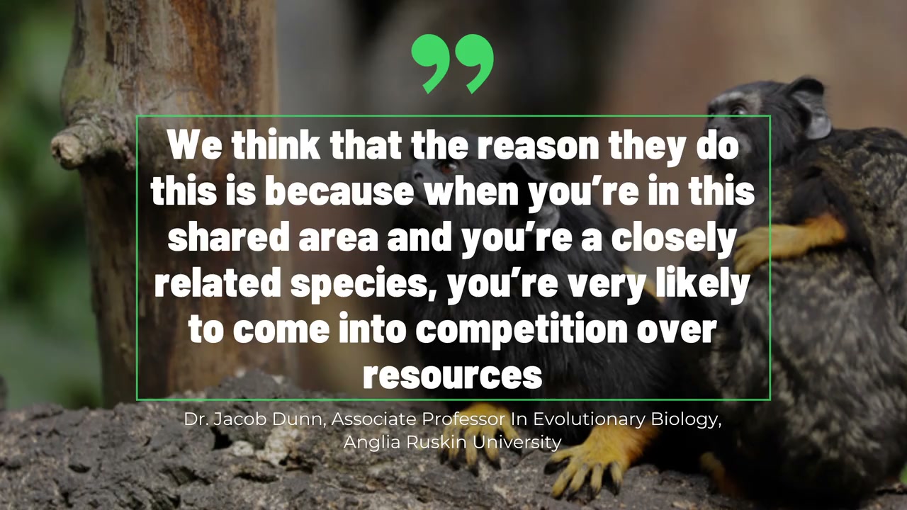 Monkeys can adapt their calls for different territories