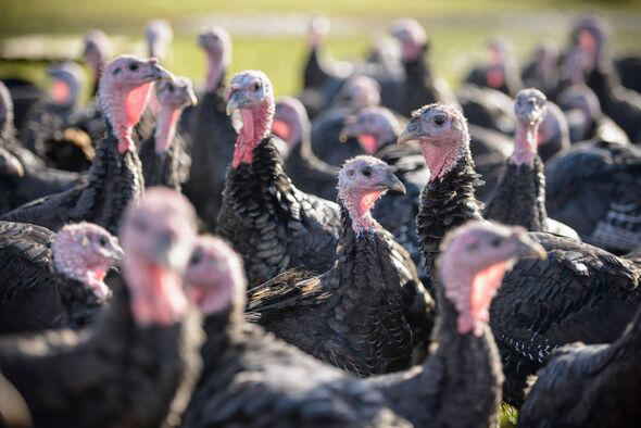 Why we eat chicken, duck and quail eggs but not turkey eggs