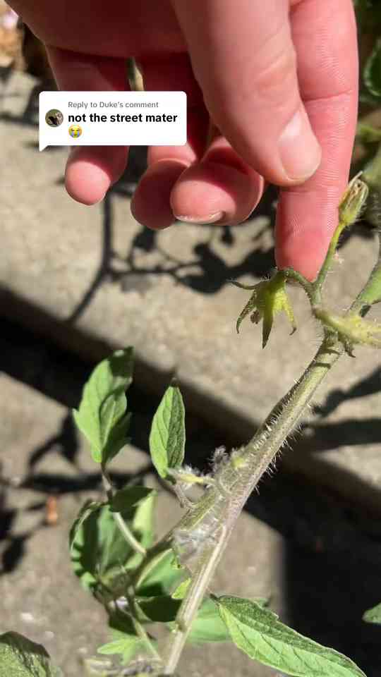 The street tomato plant is finally growing a tomato