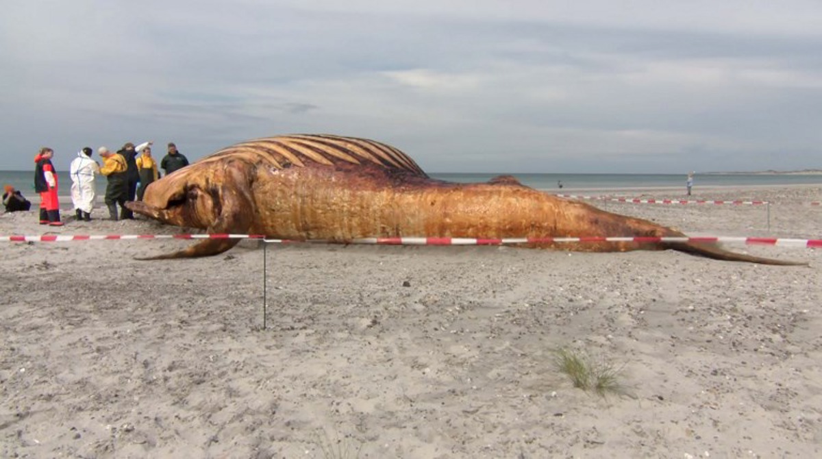 La baleine Timmy est décédée le 6 ou le 7 mai