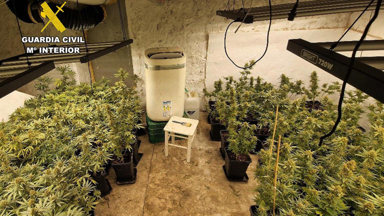 Desmantelan un invernadero con medio millar de plantas de marihuana en ...