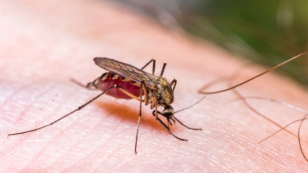 How to find annoying mosquitoes in your room