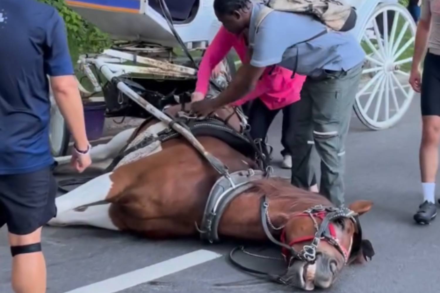 Cavallo muore sotto il sole mentre traina una carrozza a Central Park ...
