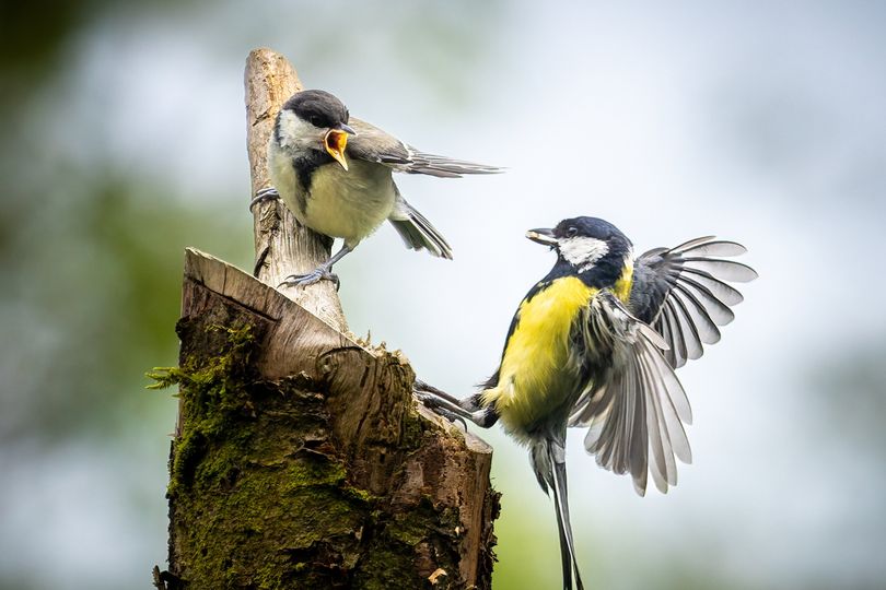 Dramatic mid-air bird clashes captured in stunning Lancashire photos