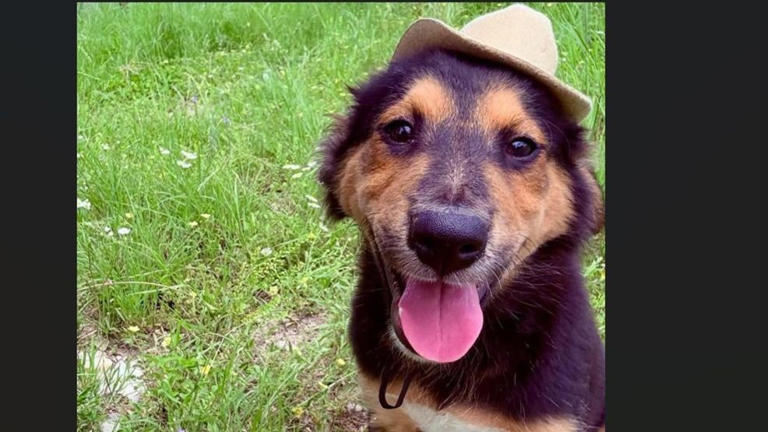 Adoption options: Finding your new 'furry friend'