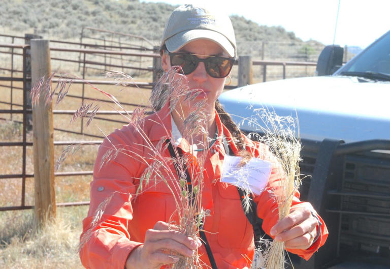 Drought delivers ‘worst case scenario’ for fire scar recovery in ...