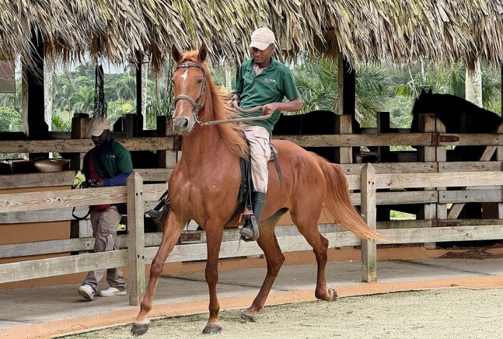Which horses represent the spirit of Wyoming ranches?