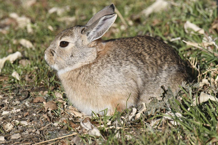 Rare 'rabbit fever' that causes vomiting and chills in humans detected ...