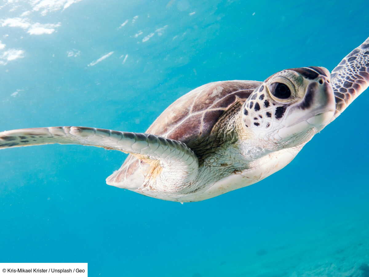 Les tortues espionnes, une menace sous-marine pour la sécurité chinoise