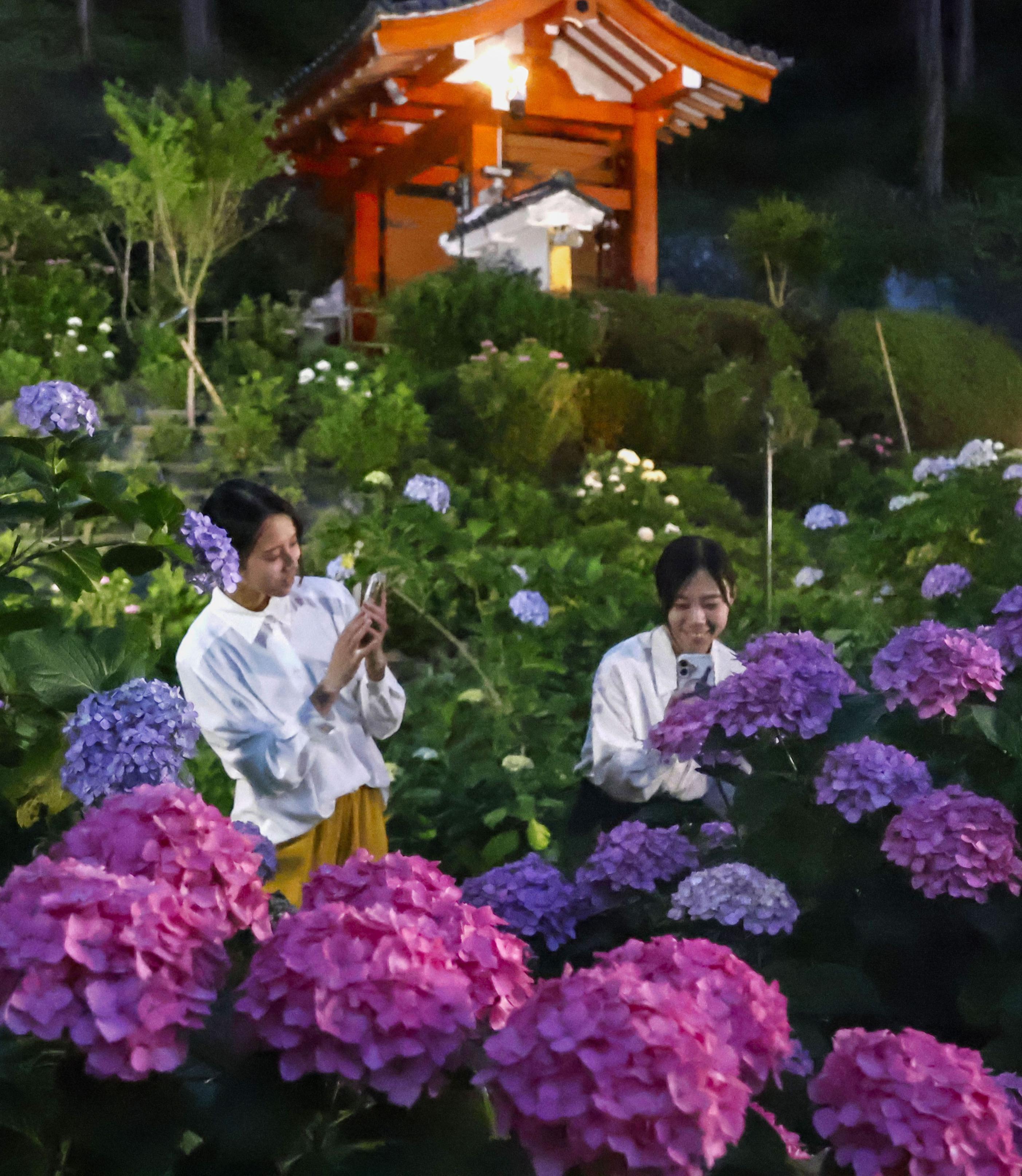Flower temple in Kyoto to illuminate hydrangea garden at night from weekend