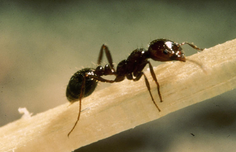 Ouch! What to do about aggressive fire ants this summer