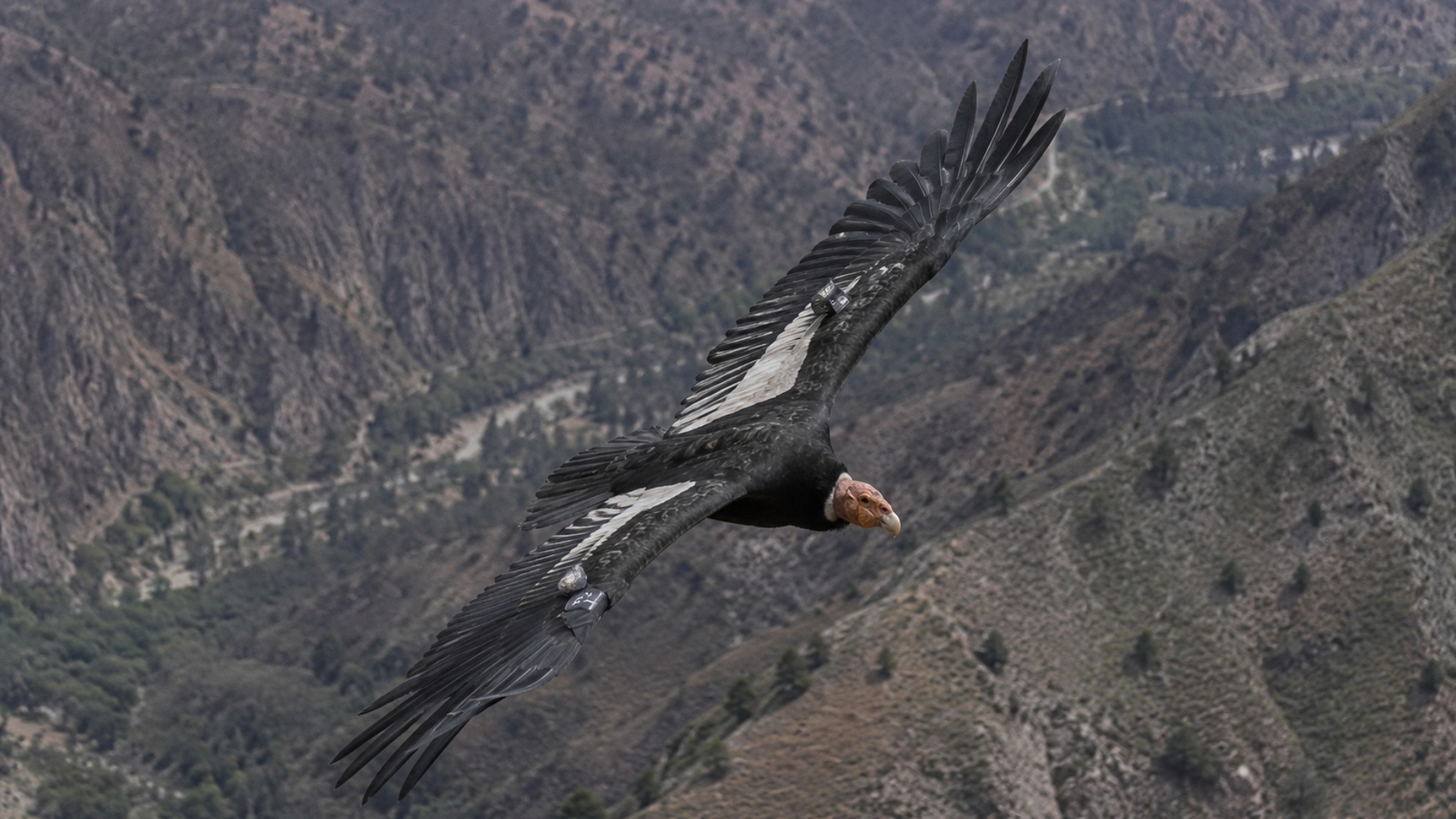 California condors are surviving extinction, but lead poisoning still ...
