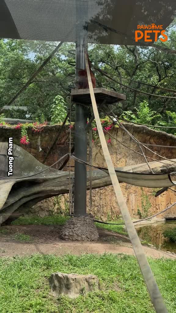 Zoo visitors stopped to watch what this orangutan did next