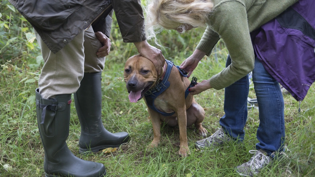 15 common dog walking mistakes and how to avoid them