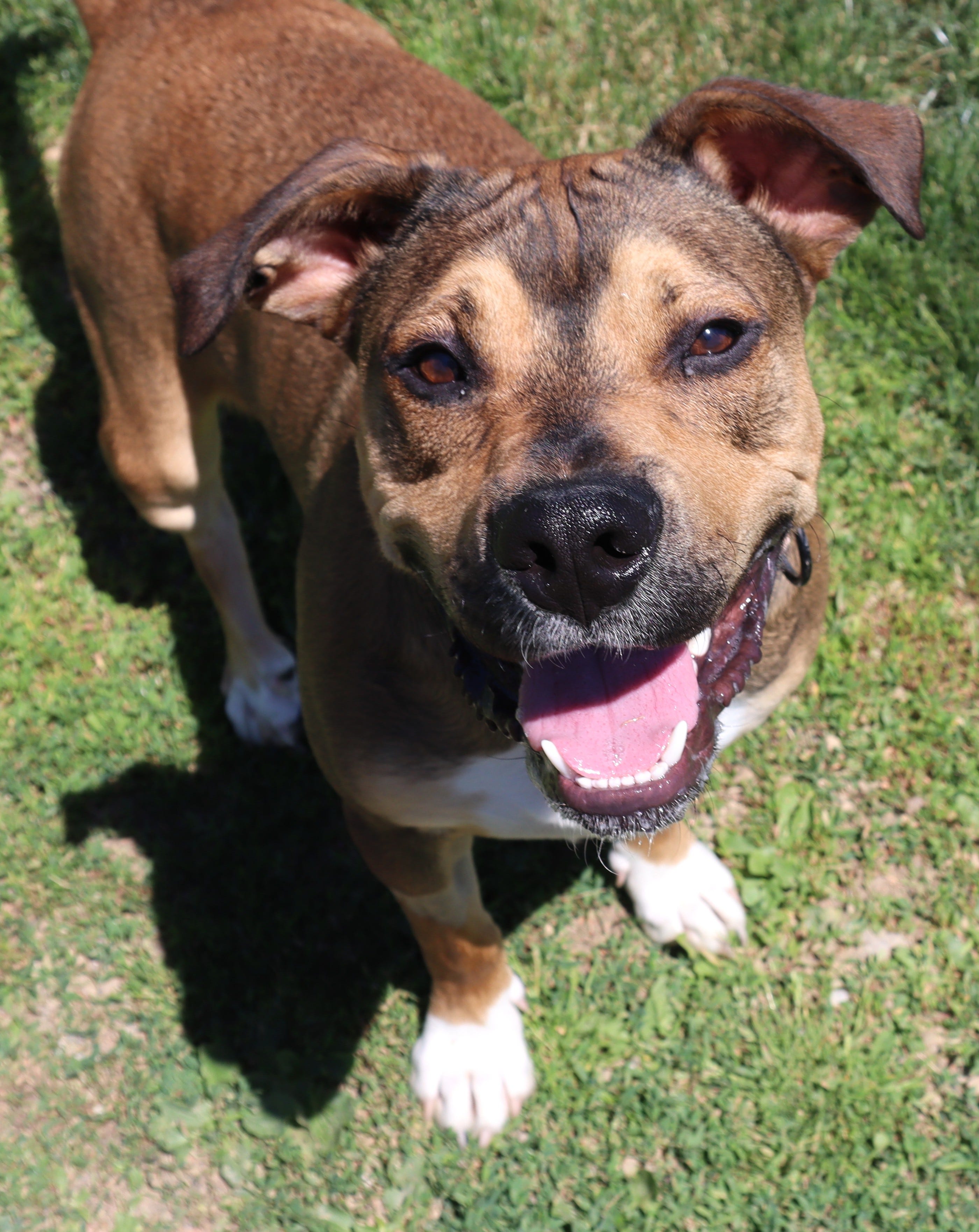 Pet of the week: Stitch could be 'total package' for you