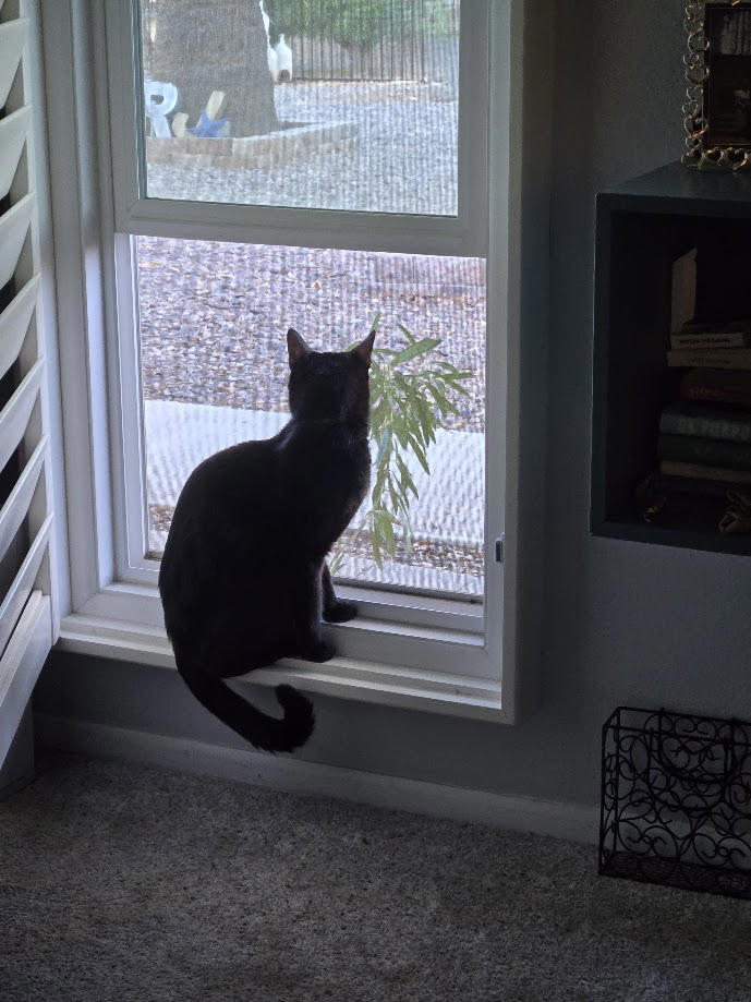The joy (and mischief) of a 2 year old cat