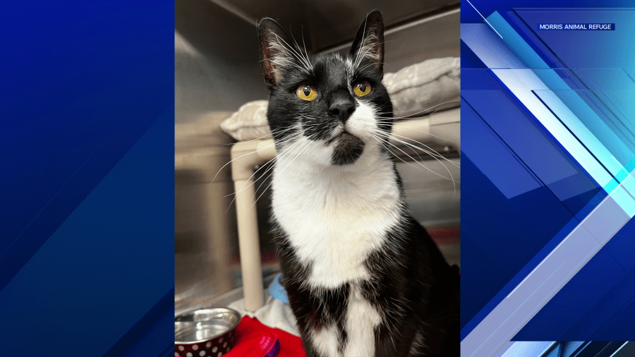 Phurry Friend Friday: Adopt Miss Lady