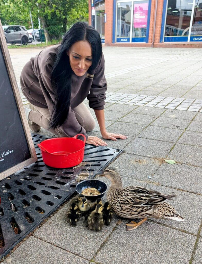 Pub’s favourite duck regulars return with six baby ducklings