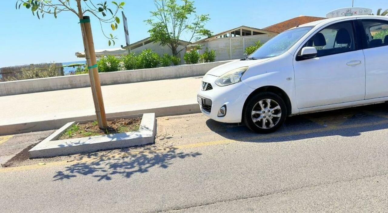 San Felice Circeo, alberi piantumati al posto degli stalli per disabili ...