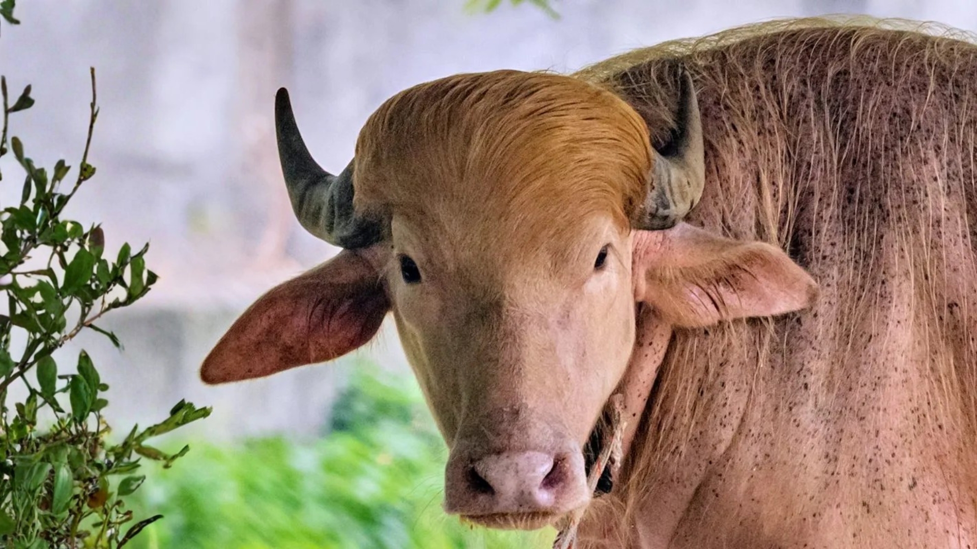 Buffalo named after Donald Trump becomes unlikely zoo celebrity in ...