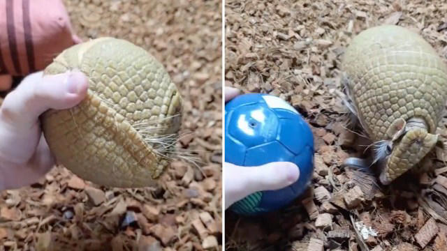 Adorable armadillo named Croissant shows off soccer skills in ...