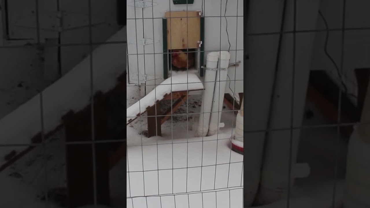 How we care for backyard chickens during harsh winter conditions