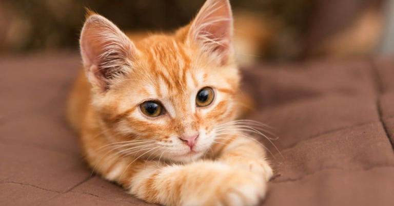 How a single genetic switch creates orange, calico, and tortoiseshell cats
