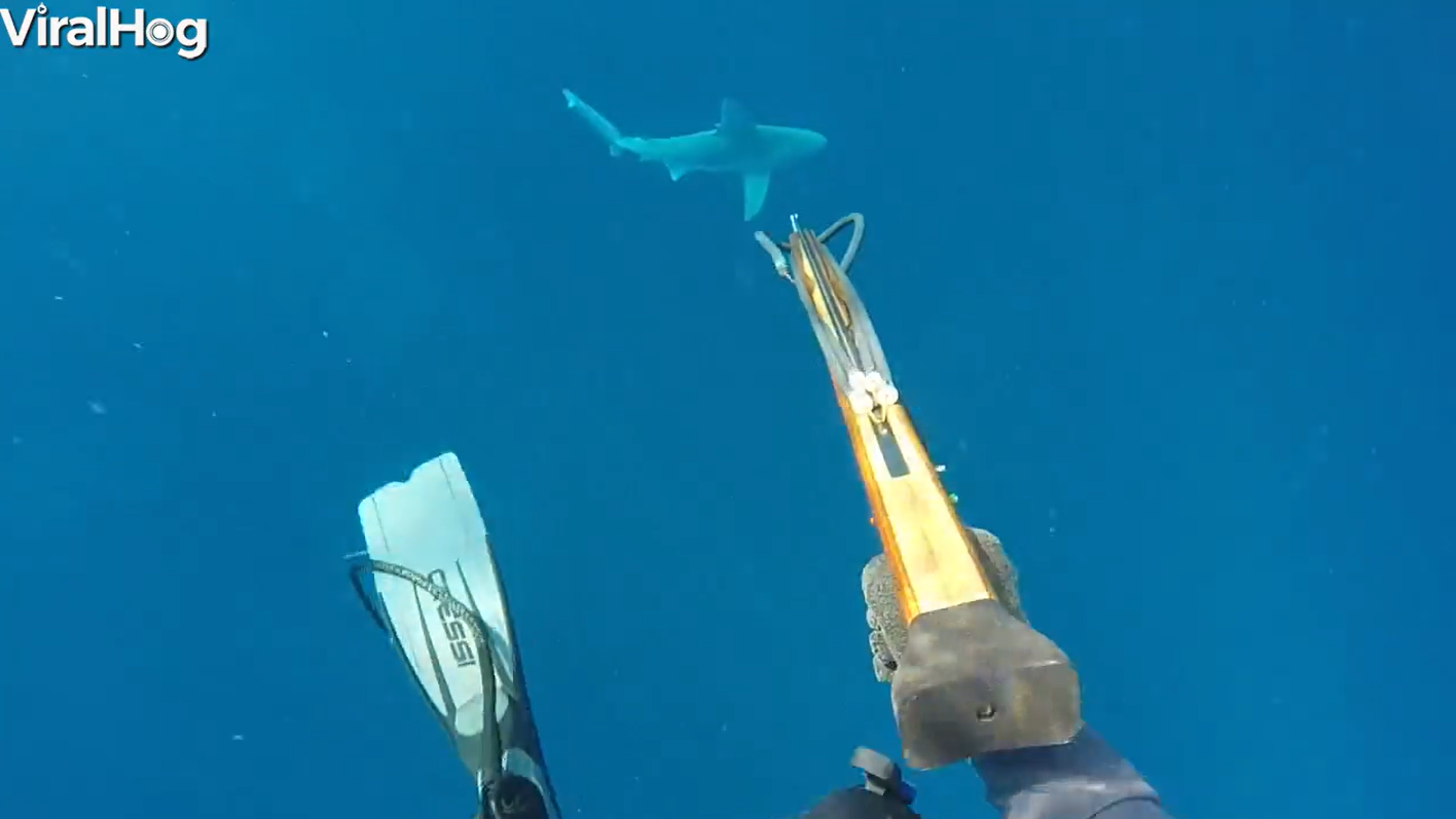 Shark chases spear fisherman back to boat