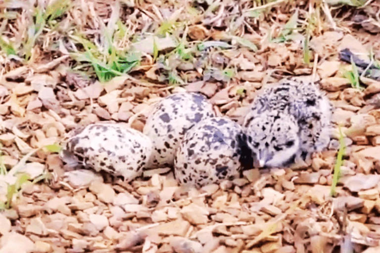 Can a bird's eggs predict the monsoon? Here's why MP villagers believe so