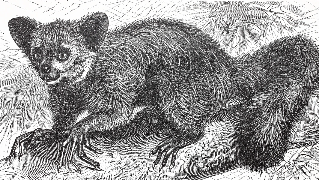 18 fascinating and unusual nocturnal animals