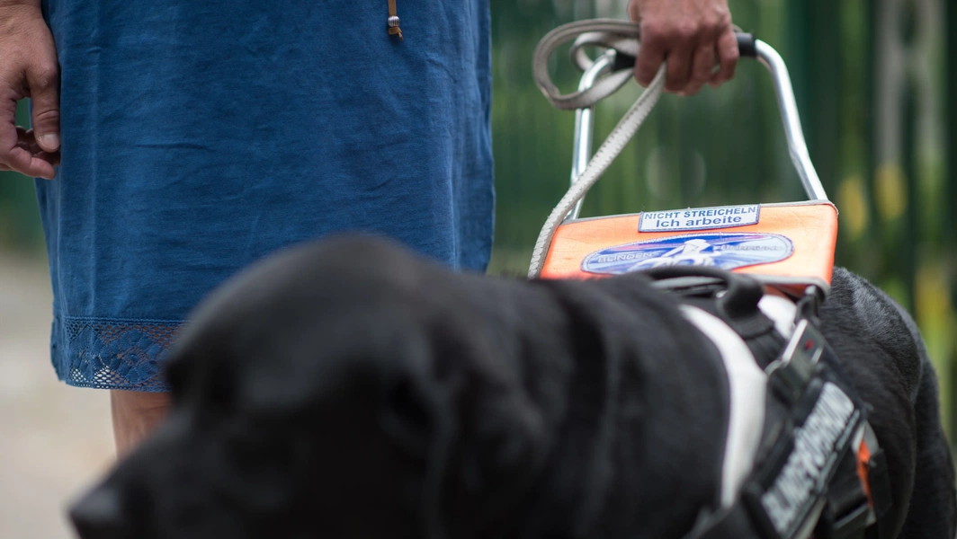 8 affectionate dog breeds for loyal companionship