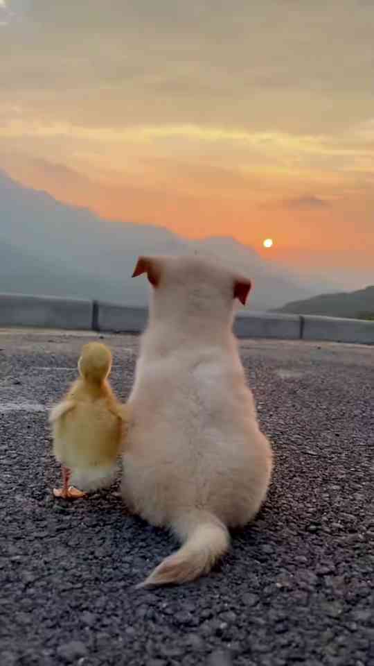 The funny routine interaction between a calm puppy and a clumsy ...