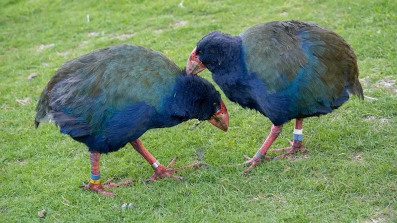 Watch what happens when an extinct animal reappears