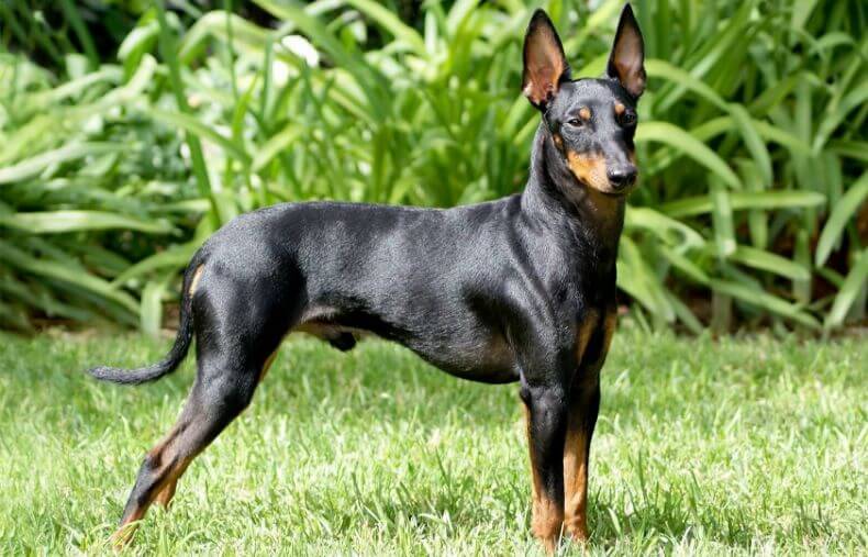 30 dog breeds that are cute but not very smart