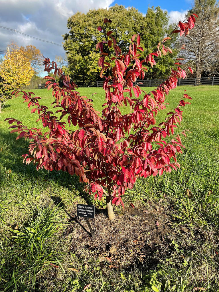 Expert advice on how to safely transplant a tree