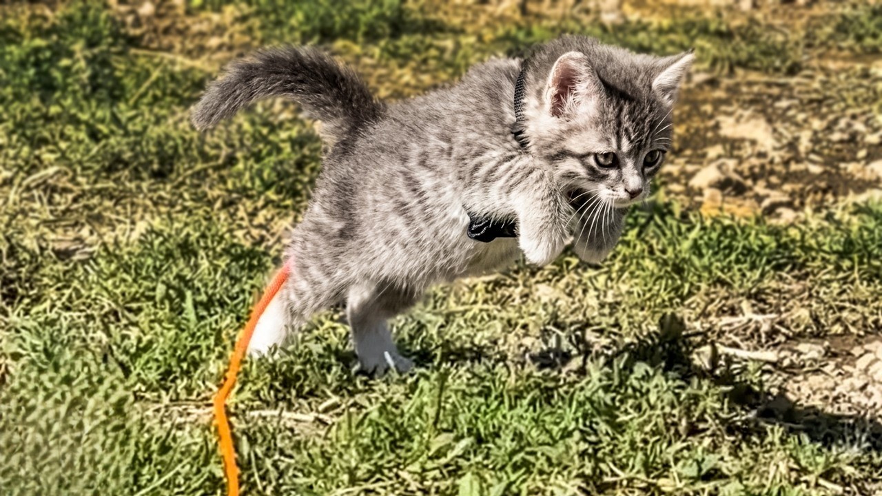 Orphaned kitten chose one man as her dad - and never looked back