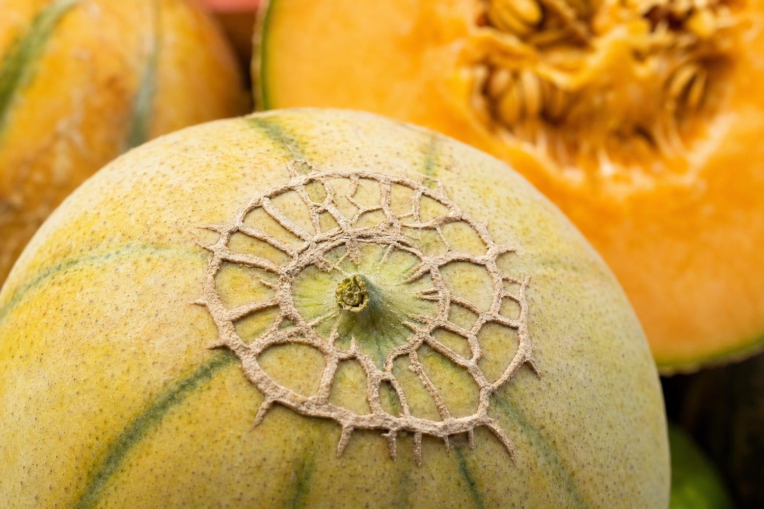Trop de melons finissent à la poubelle : voici le signe secret sur la ...