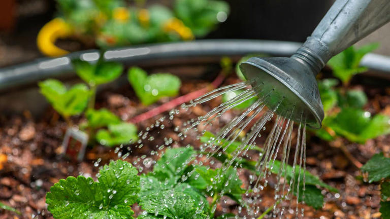 Gardening expert shares the best time of day to water your plants