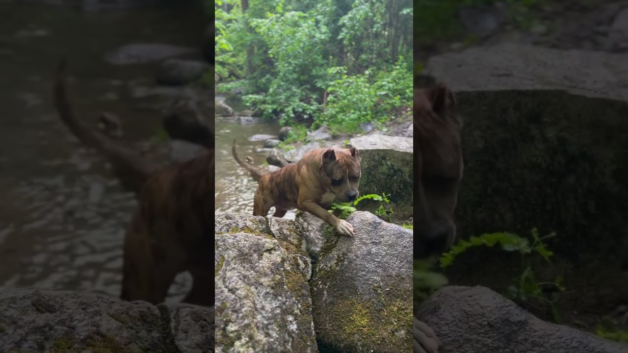 This dog has a lightning-like gaze